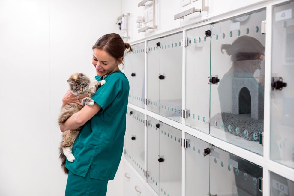 How to Become a Relief Veterinarian: A Step-by-Step Guide